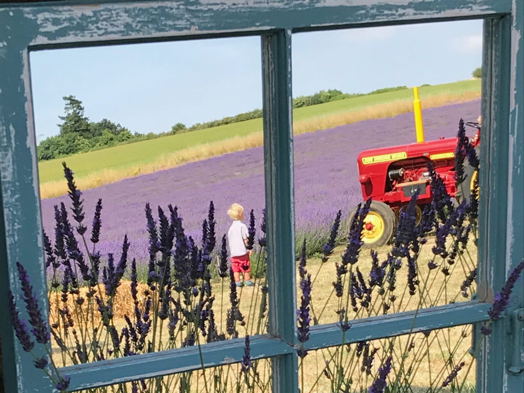 Open Days – Lordington Lavender